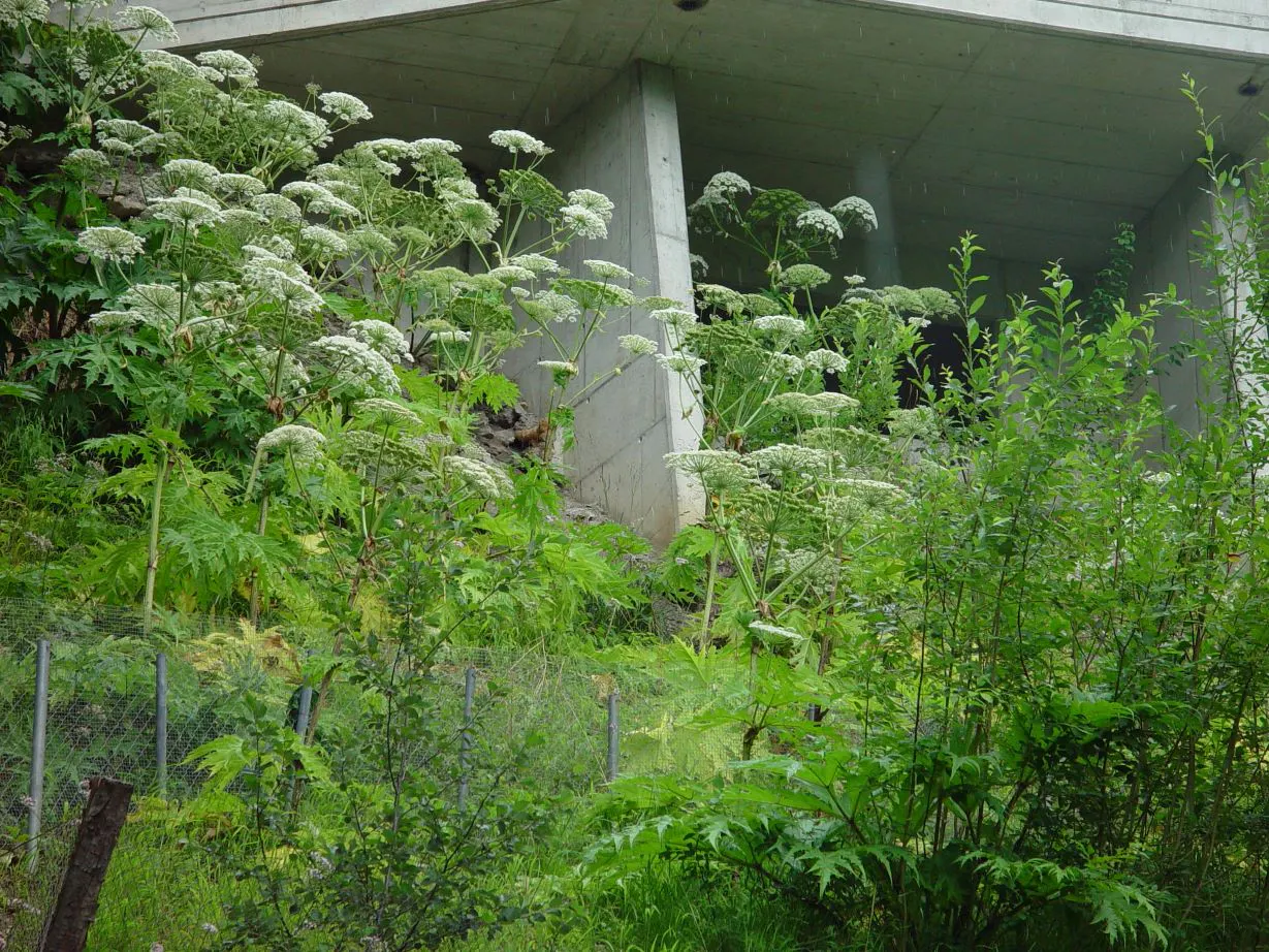 Invasive Neophyten