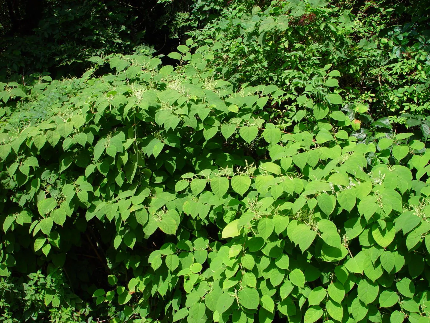 Invasive Neophyten