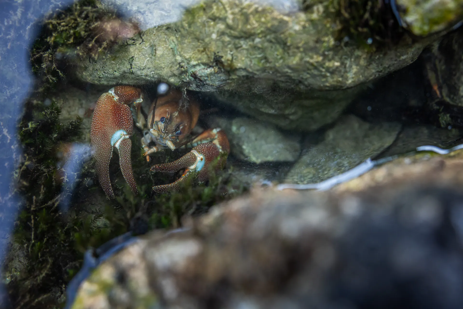 Invasive Neozoen